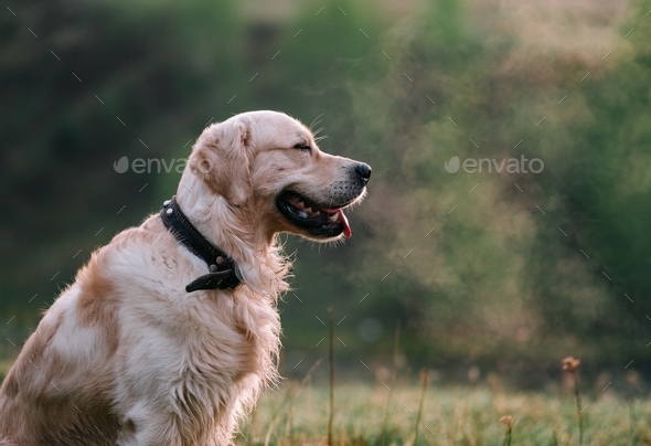 Beige fluffy dog meets the sunrise in nature. Stock Photo by jura_felix_jrs