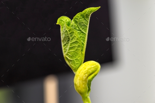 Macro shot of germinated white beans with curled leaves, in the ...