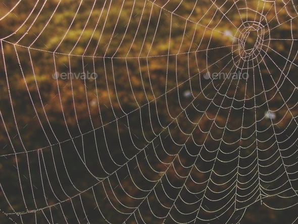 Spider work. Cobweb Stock Photo by dmitriy_chekunov | PhotoDune