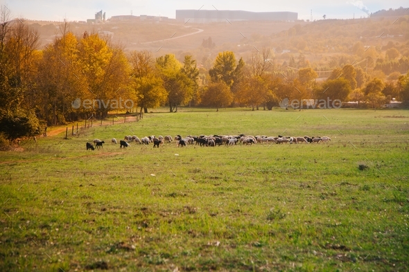 Countryside life Stock Photo by elsavva99 | PhotoDune