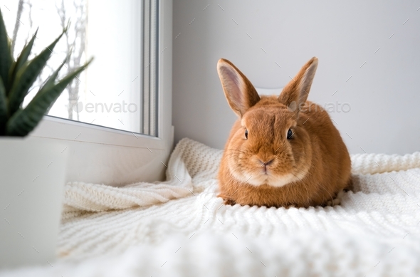 Cute brown little bunny rabbit lying on plaid on window sill indoors ...