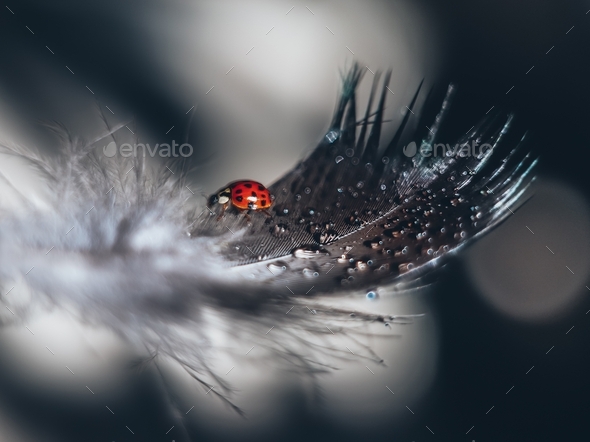Water drops on a feather.An insect.a ladybug sits on a feather. Stock ...