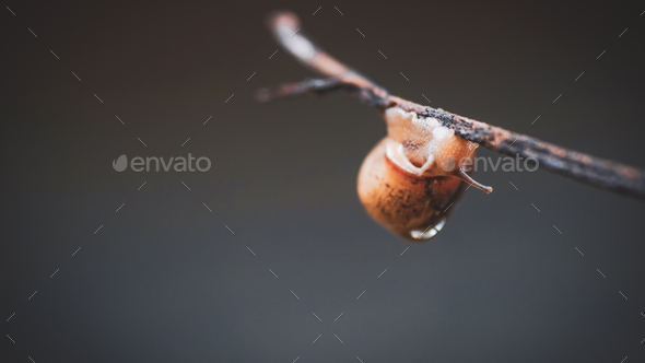 Lonely snails grabbing on branches in rainy day Stock Photo by gnohpart