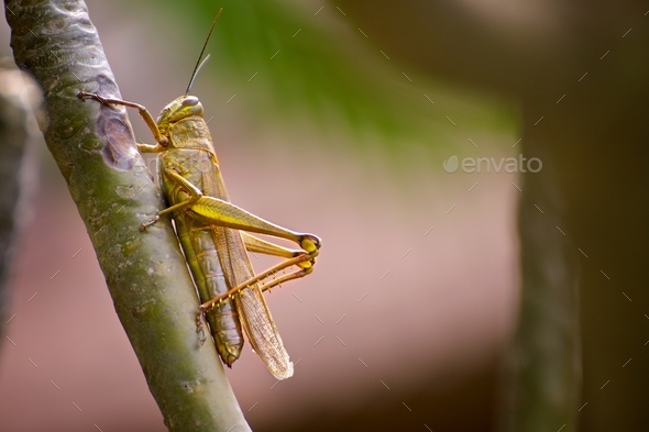 Zoomed Grasshopper Stock Photo by Marinabars_photo | PhotoDune