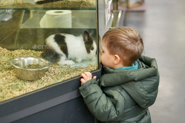 Rabbits for sale behind the glass showcase in a pet shop Stock Photo by ...