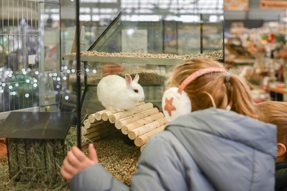 Rabbits for sale behind the glass showcase in a pet shop Stock Photo by ...