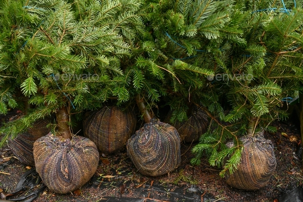 Christmas trees for sale at a market Stock Photo by o1559kip | PhotoDune