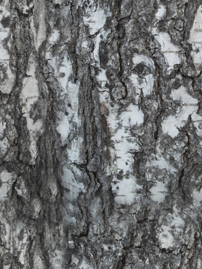 Brich Texture (seamless), Textures | GraphicRiver