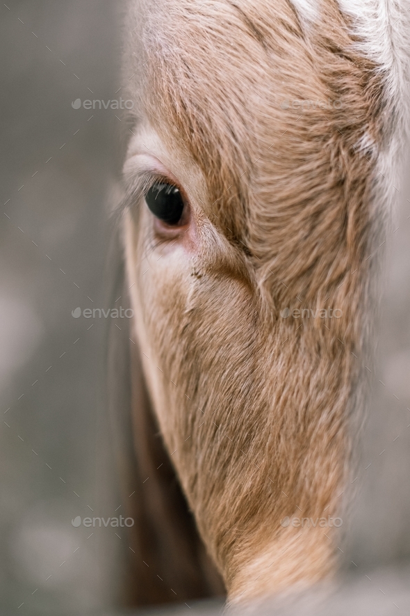 The eye of a cow peeping through the gate, close-up. Stock Photo by ...