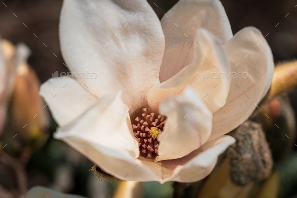 Magnolia flower close-up Stock Photo by kristinagain_ | PhotoDune