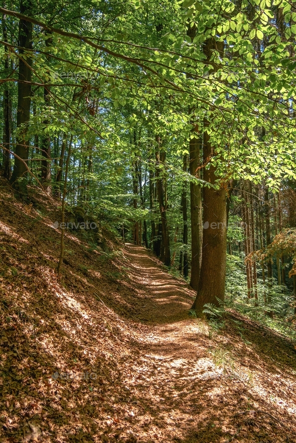 Hiking path in the woods Stock Photo by kristinagain_ | PhotoDune