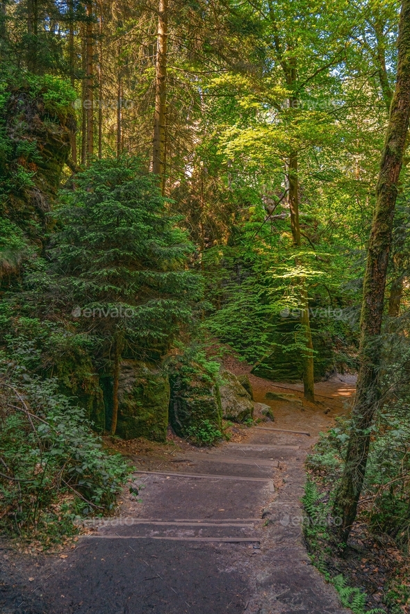 Hiking path in the woods Stock Photo by kristinagain_ | PhotoDune