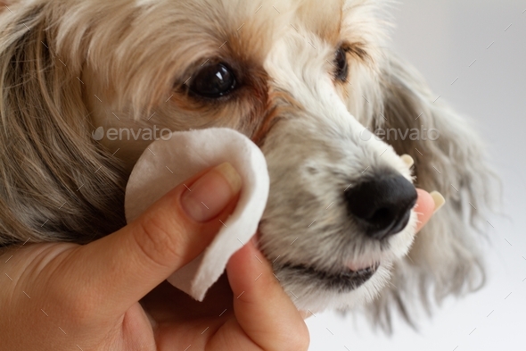 Chinese downy dog eye care. A cotton pad soaked with eye drops in the ...