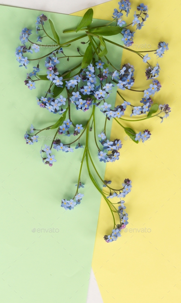 Composition of forget-me-not flowers yellow end green background Stock ...