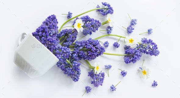 Creative layout. Spring blue muscari flowers and primroses pour out of ...