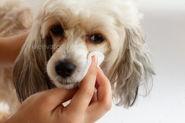 Chinese downy dog eye care. A cotton pad soaked with eye drops in the ...