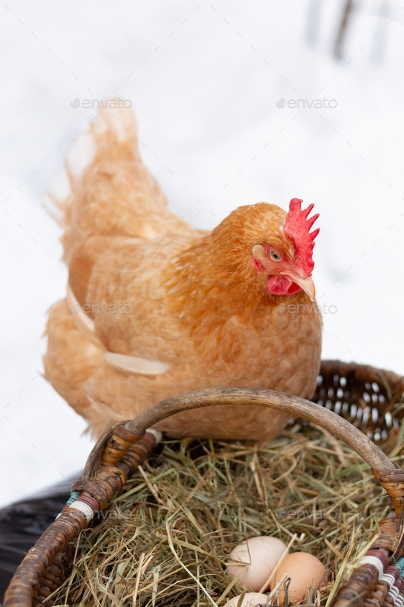a red-haired chicken sits on a basket with eggs Stock Photo by 12311840303