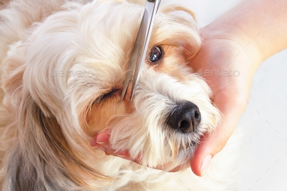 hygienic haircut of regrown hair near the eyes of a Chinese downy dog ...
