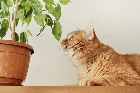 Ginger cat sniffing ficus leaves. Cat and houseplants concept ...