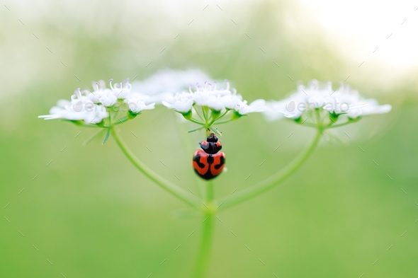 green nature background with red lady bug Stock Photo by natee127 ...