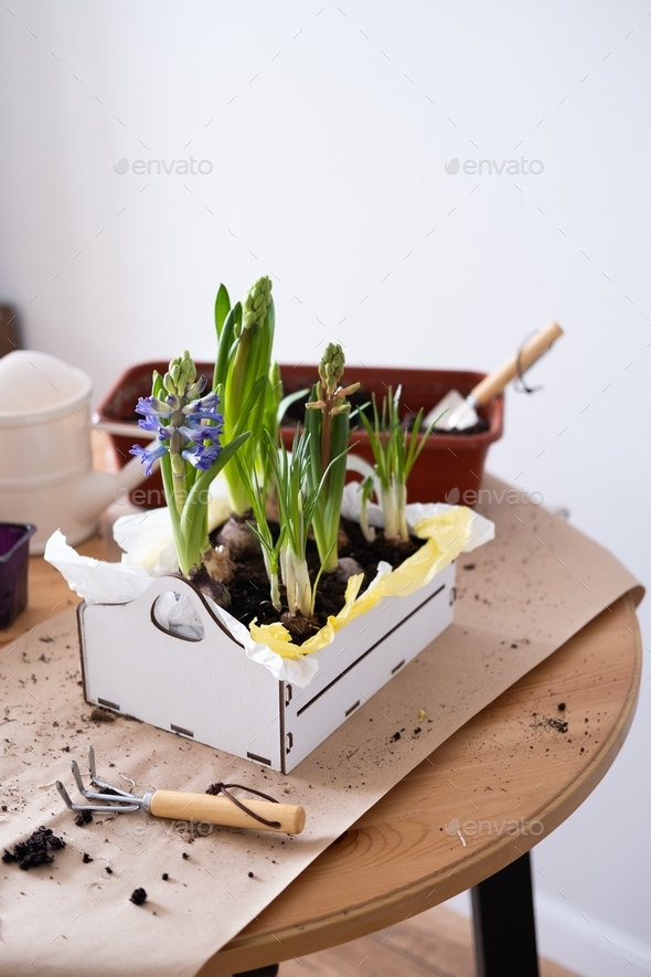 The process of transplanting spring bulbous flowers in a gift garden ...
