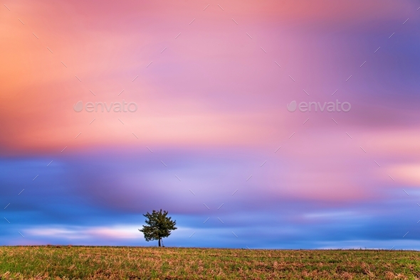 One tree In a field with beautiful clouds at sunset. Stock Photo by ...