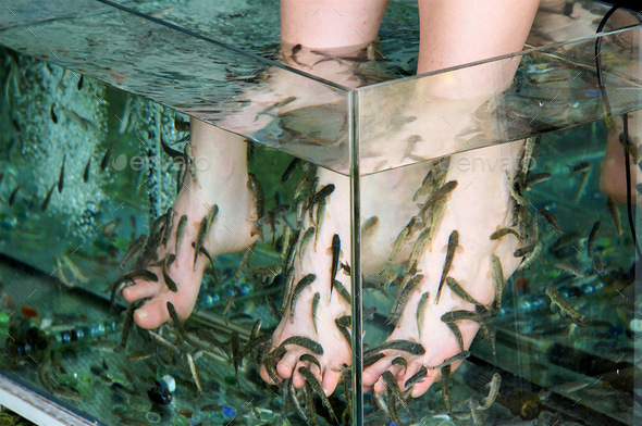 small fish in an aquarium around a person's feet Stock Photo by korkris