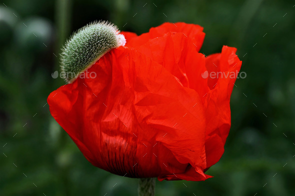 red poppy flower with shell remaining on it Stock Photo by korkris