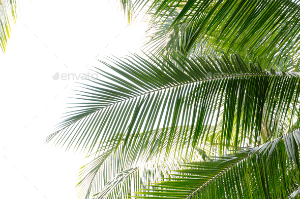 Green leaves of coconut tree for nature background, abstract background ...