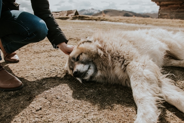 Furry dog taking a break from playing Stock Photo by oaravoicu | PhotoDune