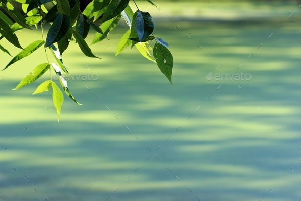 Peaceful tree leaves over water Stock Photo by MPPLLC45 | PhotoDune