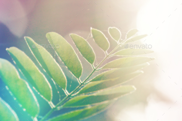 Light and bright filter over green leaves Stock Photo by MPPLLC45 ...