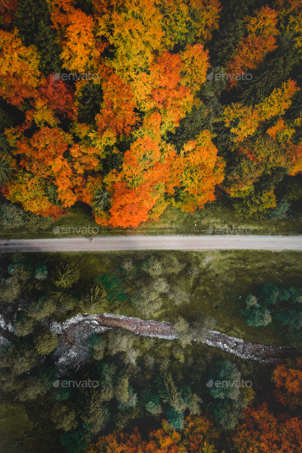 Autumn season in the forest. Colorful leaves and trees from above ...