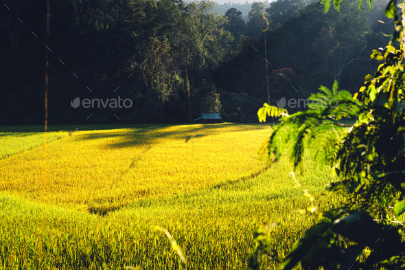 evening rice fields in the countryside Stock Photo by ArtRachen | PhotoDune