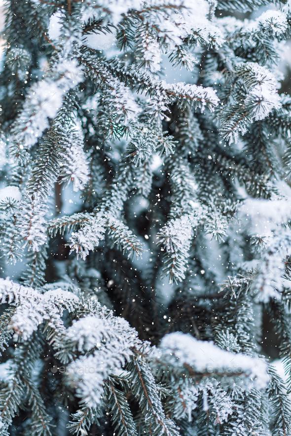 Outside Christmas tree in snow background falling snow Stock Photo by ...