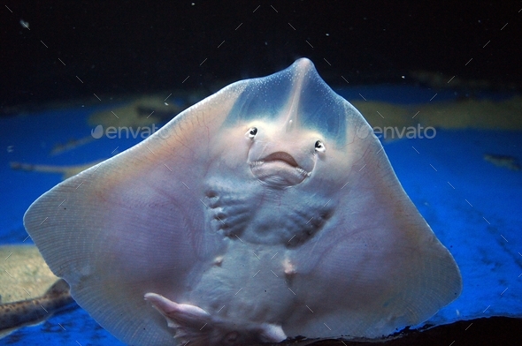 Sea stingray animal fish in awuarium Stock Photo by alinanikitaeva