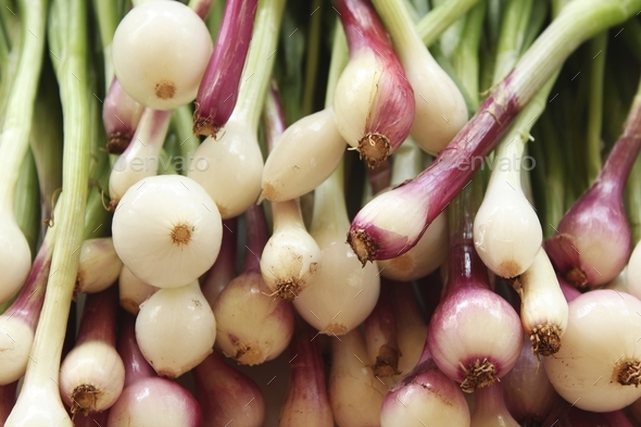 Close up full frame of a large group of spring onions Stock Photo by ...