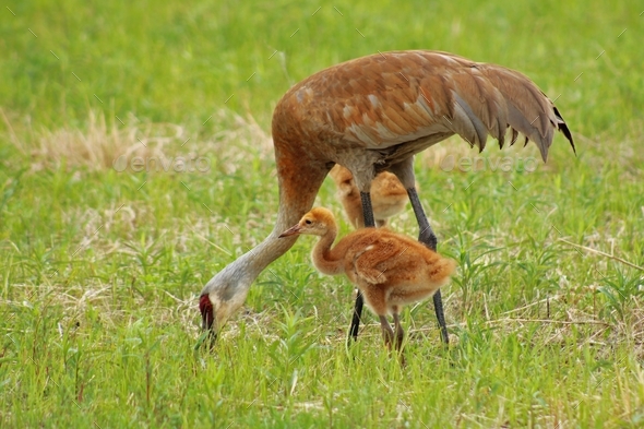 Mother and baby cranes feeding out in a grassy meadow Stock Photo by ...