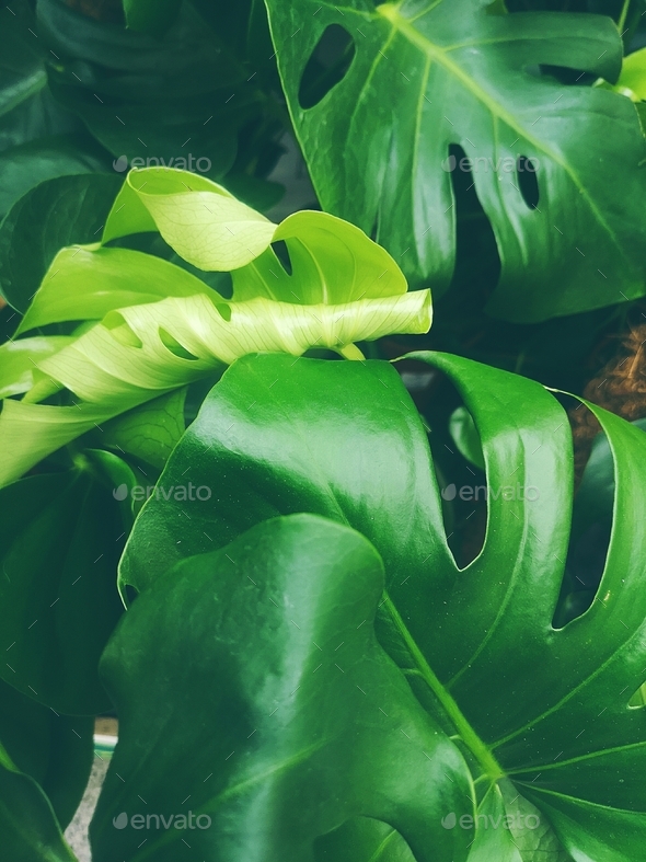 monstera texture and background Stock Photo by andreajoseph2011 | PhotoDune