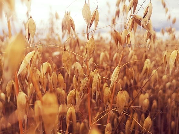 ripe oats grain on a field in warm colours Stock Photo by andreajoseph2011