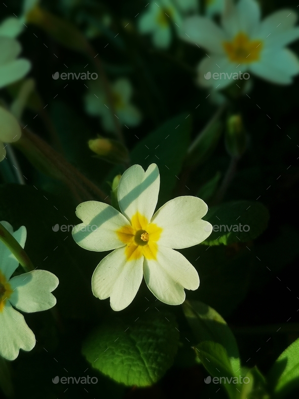 primrose blossom in early spring sunshine Stock Photo by andreajoseph2011