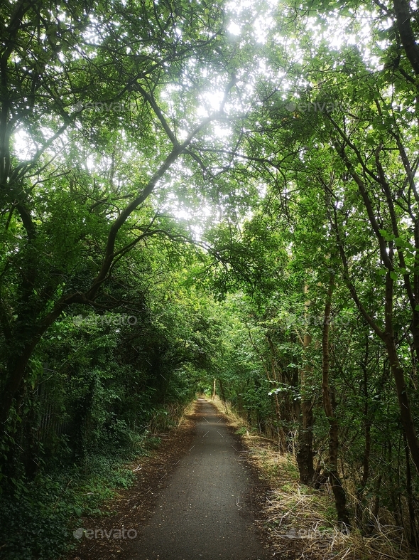 Tree enclosed walk or path Stock Photo by andreajoseph2011 | PhotoDune