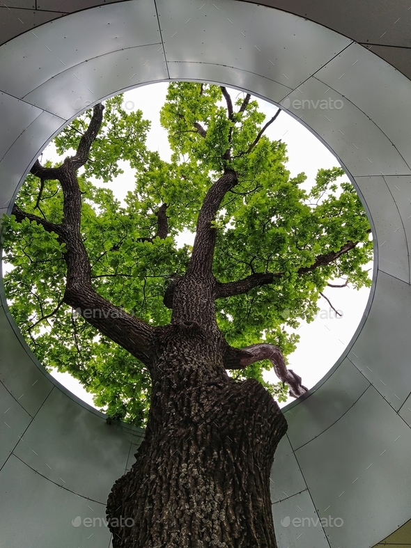 Beautiful natural oak tree in modern building interior Stock Photo by ...