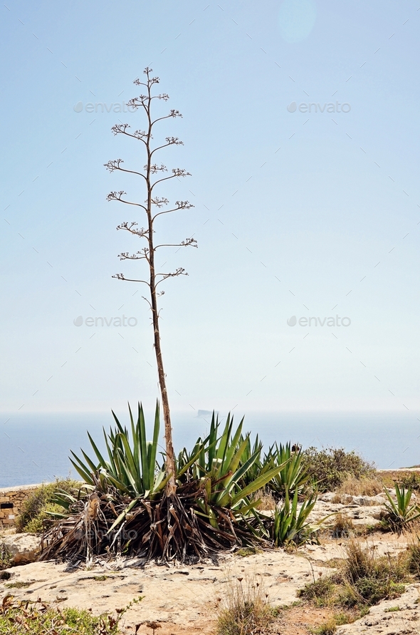 Typical for sunny Malta landscape. Flora of Malta. View of one blooming ...