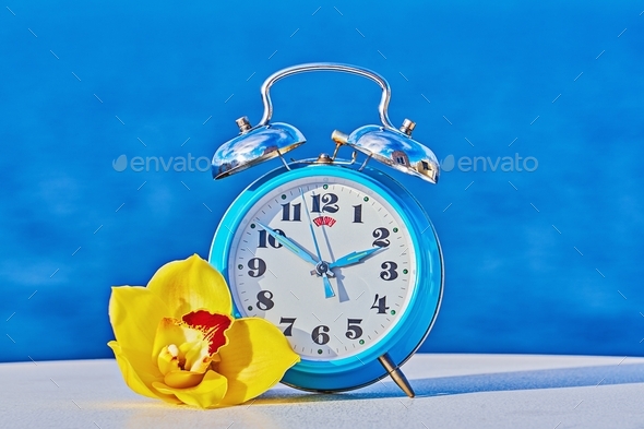 Blue alarm clock with yellow orchid as spring forward and daylight ...