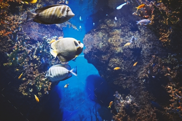 Underwater view on colorful sea fishes inhabiting the Mediterranean Sea ...