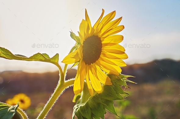 Sunflower inflorescence against summer blue sky. Field of sunflowers ...