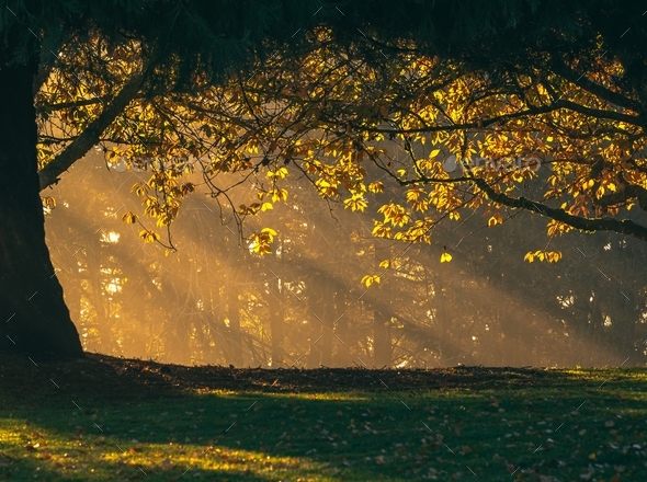 Light rays through trees in Autumn Stock Photo by chrisivan69 | PhotoDune