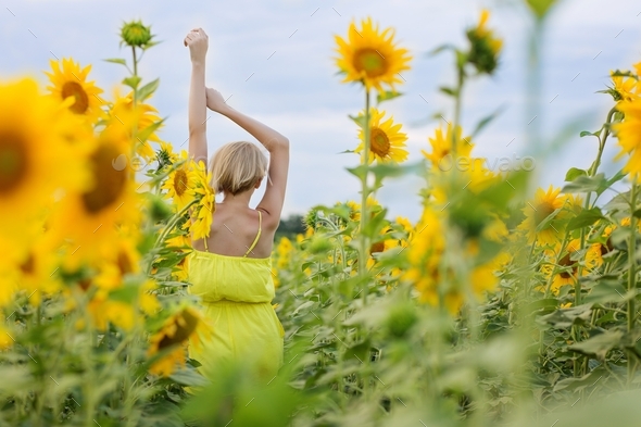 Girl in sunflowers. Field with flowers. Large yellow sunflowers. Summer ...