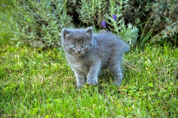 Cute fluffy baby cat in the gar Stock Photo by lucijak1 | PhotoDune
